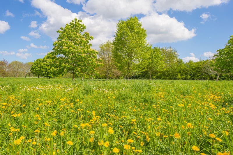 Trees and Wild Flowers in a Field in Spring Stock Image - Image of ...