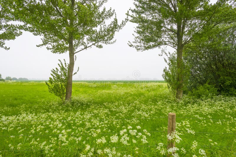 Trees and Wild Flowers in a Field in Sunlight in Spring Stock Photo ...