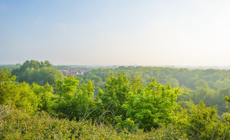 Trees and Wild Flowers in a Field in Sunlight in Spring Stock Photo ...