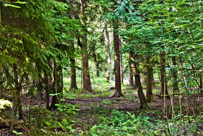 Trees in wild forest stock photo. Image of rustic, pathway - 59242930