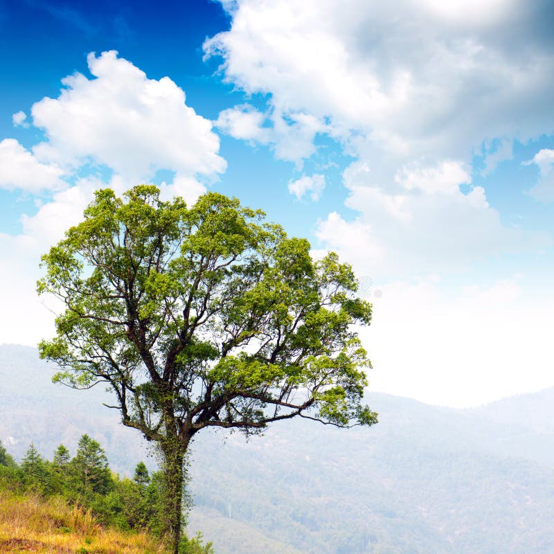 Trees in the wild mountain stock image. Image of tree - 18973973