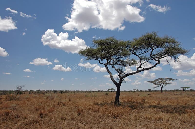 Trees in the Wilderness stock image. Image of desolate - 7668715