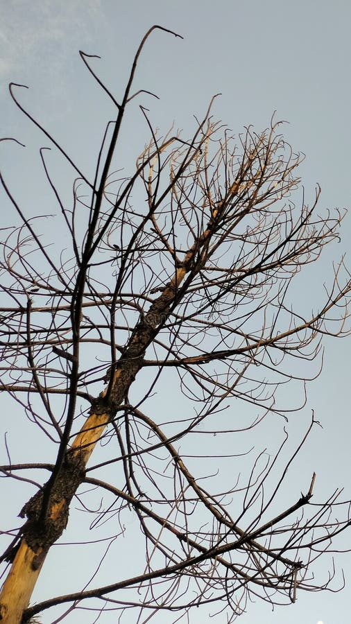 Trees Will Die If Their Food Needs in the Soil are Not Available Stock ...