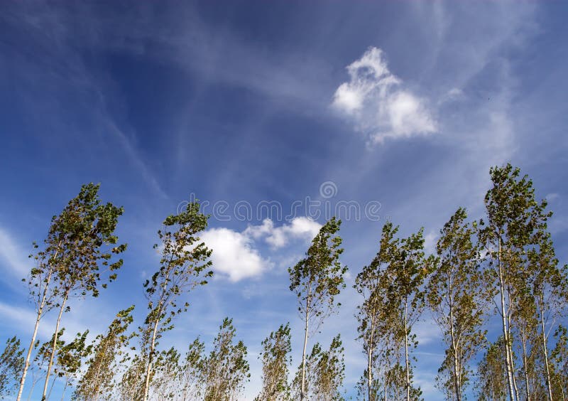Trees in the wind stock photo. Image of wood, rural, backdrop - 1549392