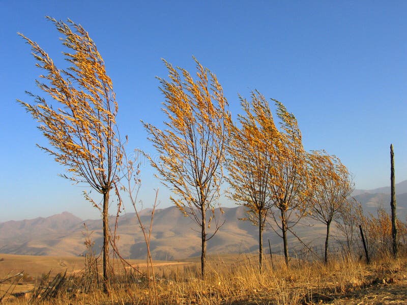 Trees and wind stock image. Image of trees, weather, yellow - 4236215