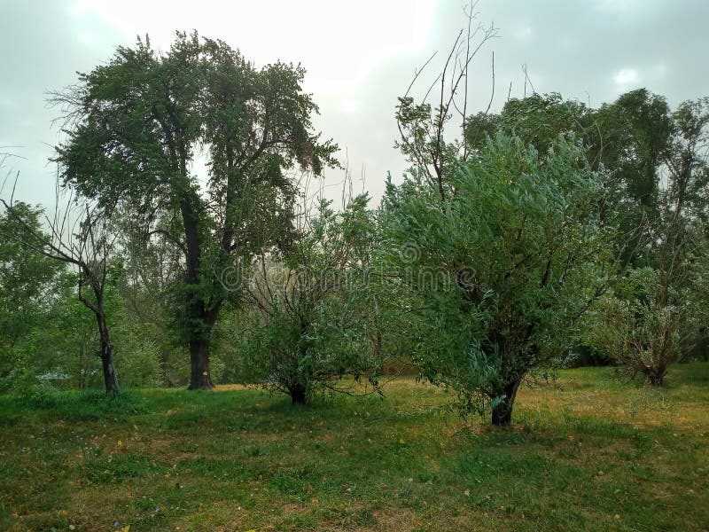 Trees during the Wind, the Beginning of a Dust Storm on a Dusty, Summer ...
