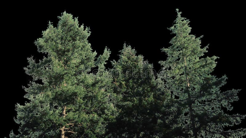 Trees in the Wind Cut-Out with Alpha Channel Stock Video - Video of ...