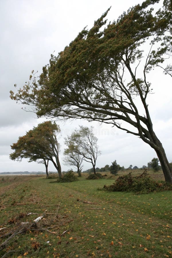 Trees and Wind. Trees in the Field Under Strong Wind Stock Illustration ...