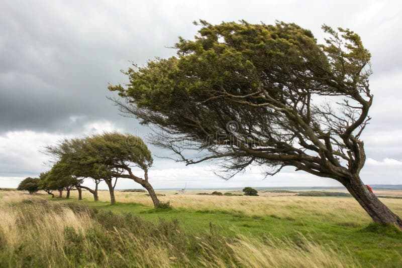 Trees and Wind. Trees in the Field Under Strong Wind Stock Illustration ...