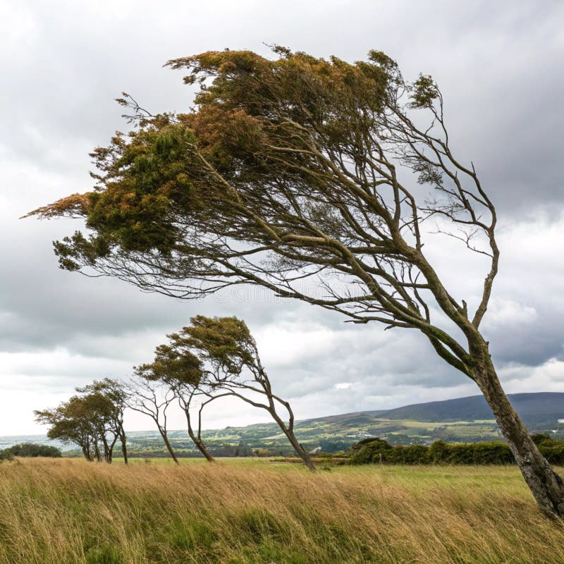 Trees and Wind. Trees in the Field Under Strong Wind Stock Illustration ...