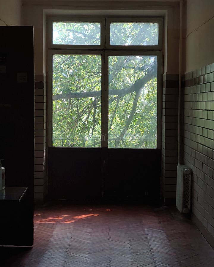 Trees Window Outdoor Indoor Stock Image - Image of trees, wing: 222647991