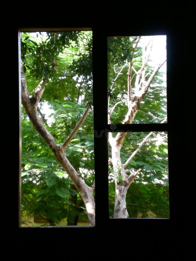 Trees on windows stock photo. Image of light, mali, green - 102926308