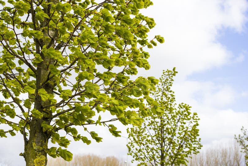 Trees in windy weather stock photo. Image of green, loneliness - 34993156