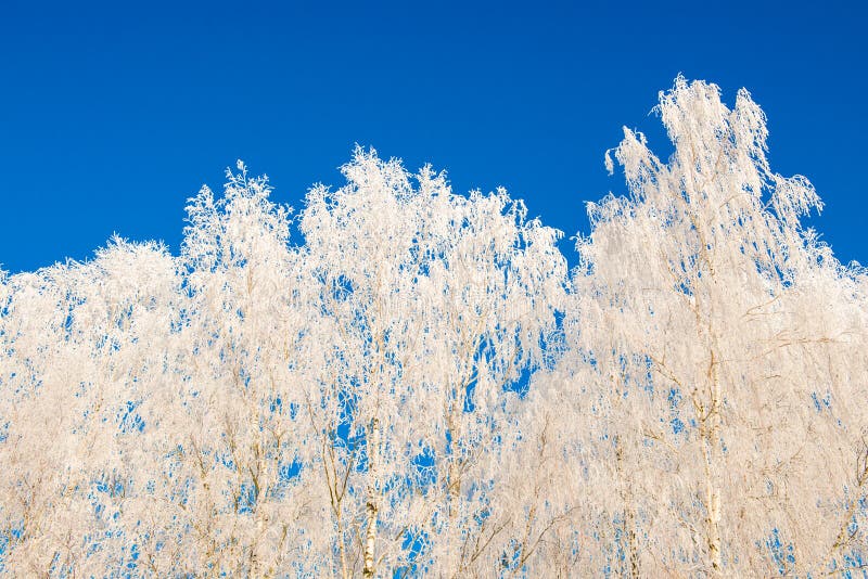 Trees in winter frost stock image. Image of frosty, fresh - 72938395