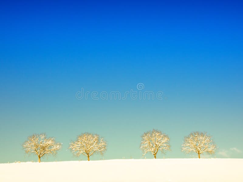 Trees in Winter Landscape (2) Stock Photo - Image of nature ...