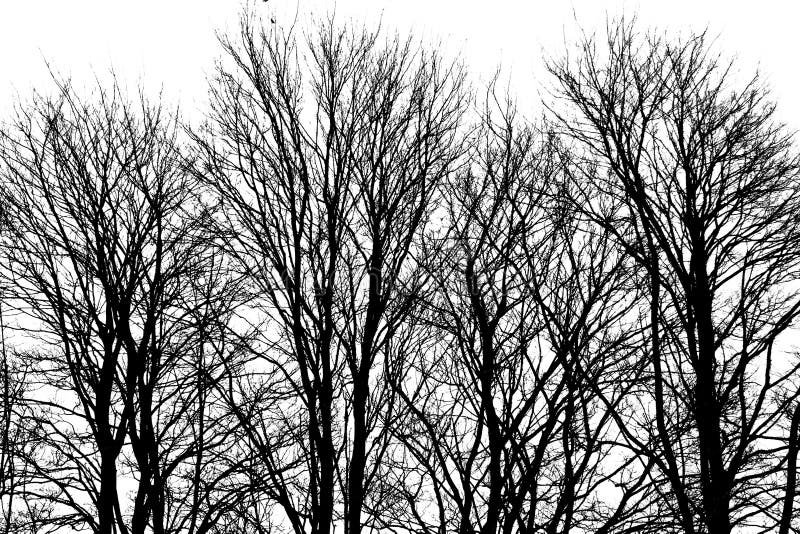 Trees in the Winter with No Leaves on the Trees are Black and the Sky ...