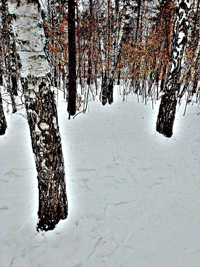 Trees in the winter park stock image. Image of russian - 248654509