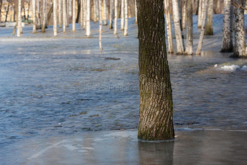 Trees in winter park stock photo. Image of thaw, water - 133194032