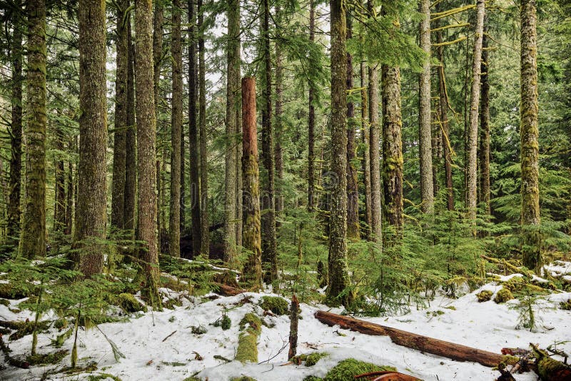 Trees in Winter Setting stock photo. Image of green, majestic - 29174224