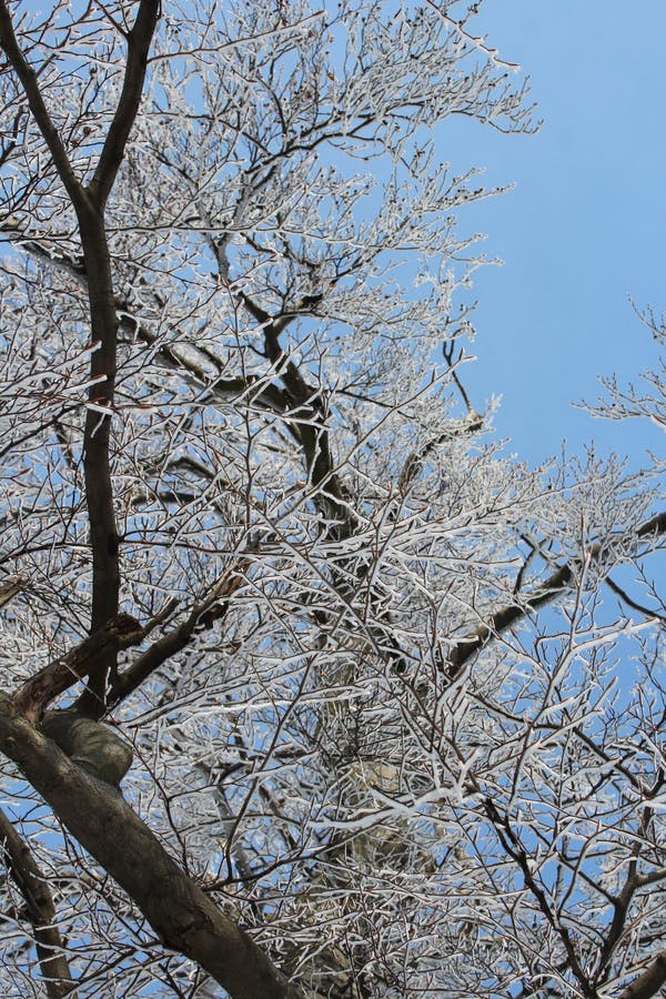 Trees in winter stock photo. Image of winter, trees - 111335328