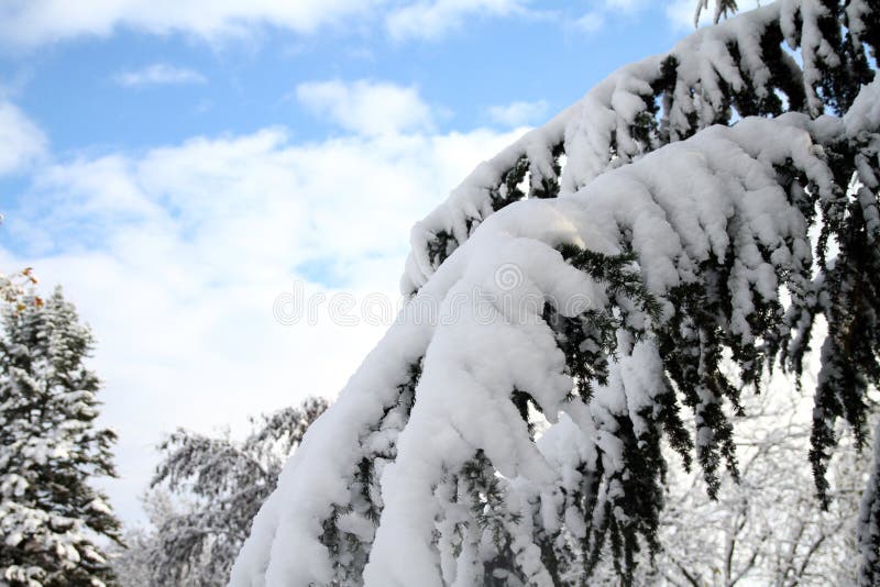 Trees after the Winter Snow Storm Stock Photo - Image of decoration ...
