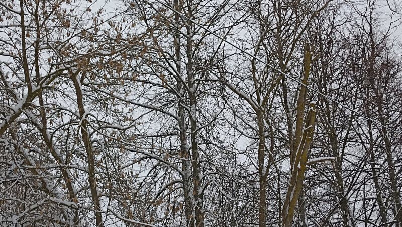 Trees in winter weather stock image. Image of flower - 267675597