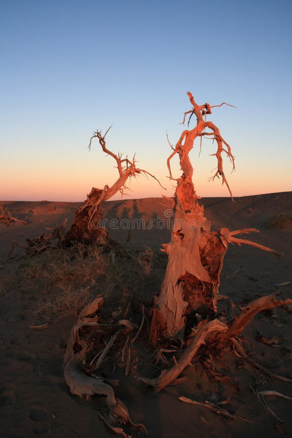 Trees of withered stock image. Image of heat, empty, view - 27433827