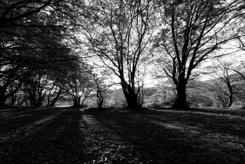 Trees in the Wood with Low Sun Filtering through and Long Shadows Stock ...