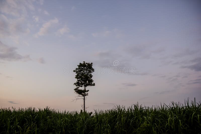 Trees in wood pulp stock photo. Image of evening, color - 92579630