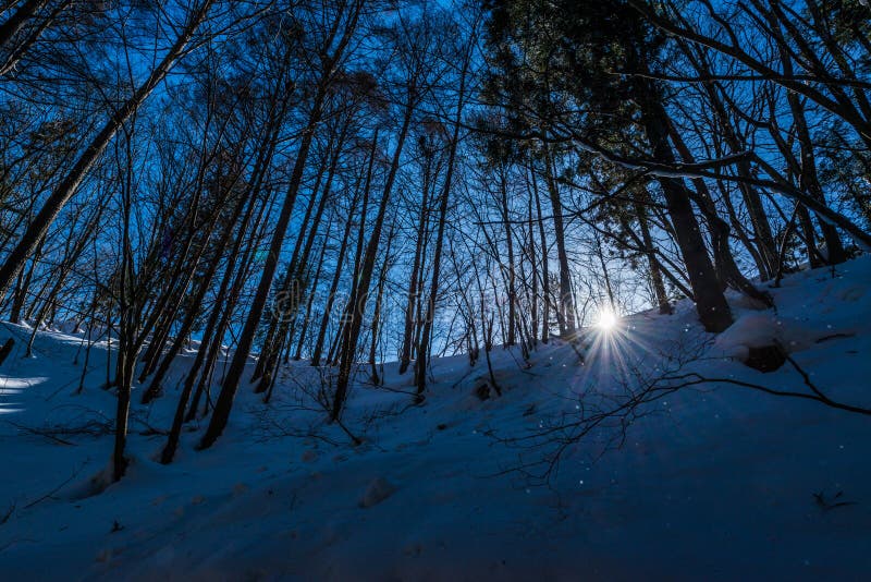 Trees in the Woods Covered with Snow Stock Image - Image of pine ...