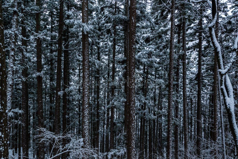 Trees in the Woods Covered with Snow Stock Photo - Image of life ...