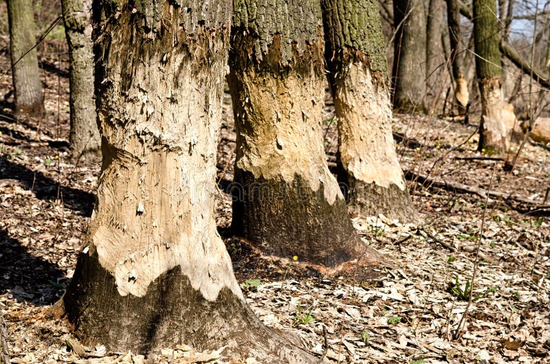 Trees in Woods Gnawed by Beavers Stock Image - Image of gnawed, bark ...