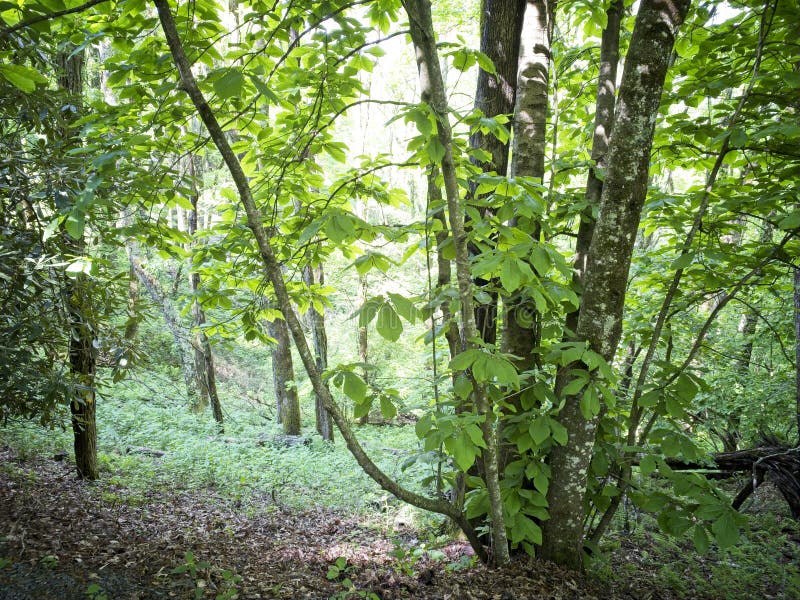 Trees Evolve into Hazy Light Background Stock Photo - Image of weed ...