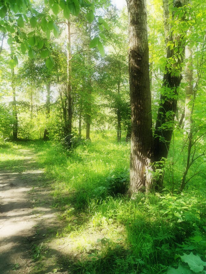 Trees, Woods, Green, Nature, Beautiful Stock Image - Image of trees ...