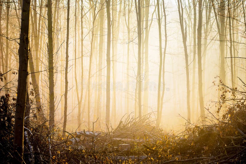 Trees in the Woods in the Morning Fog during the Sunrise_ Stock Image ...
