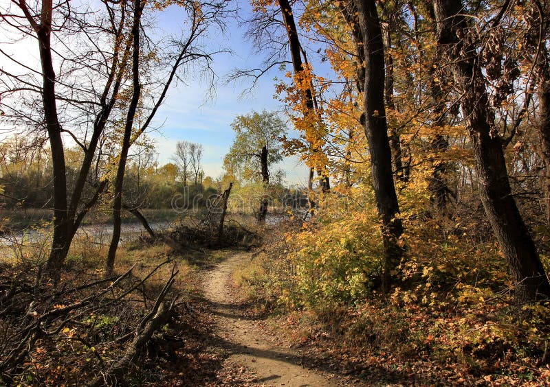 Trees in the Woods, Path in Autumn Forest, Panorama, Autumn Landscape ...