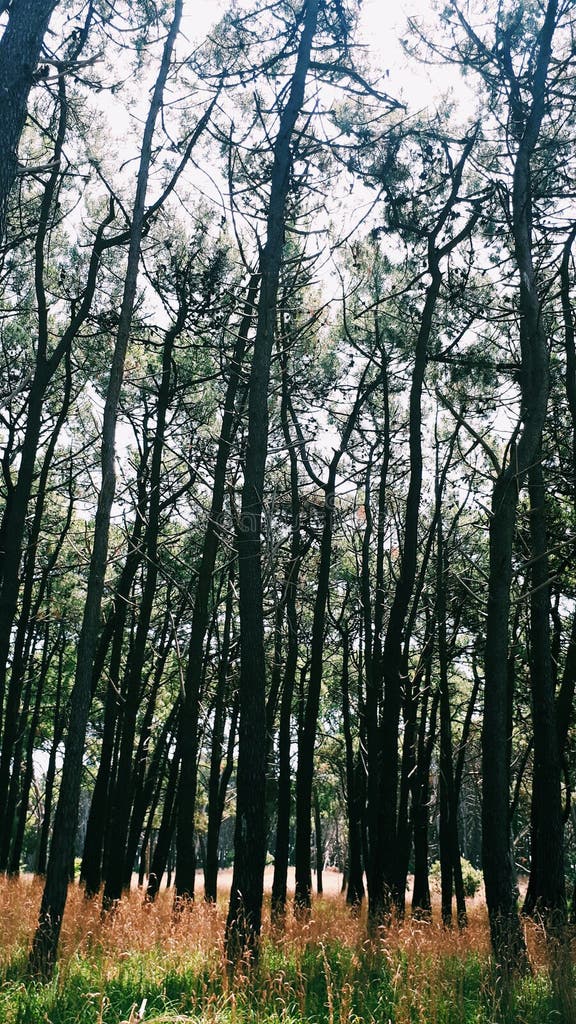 The trees and the woods stock photo. Image of autumn - 179403340