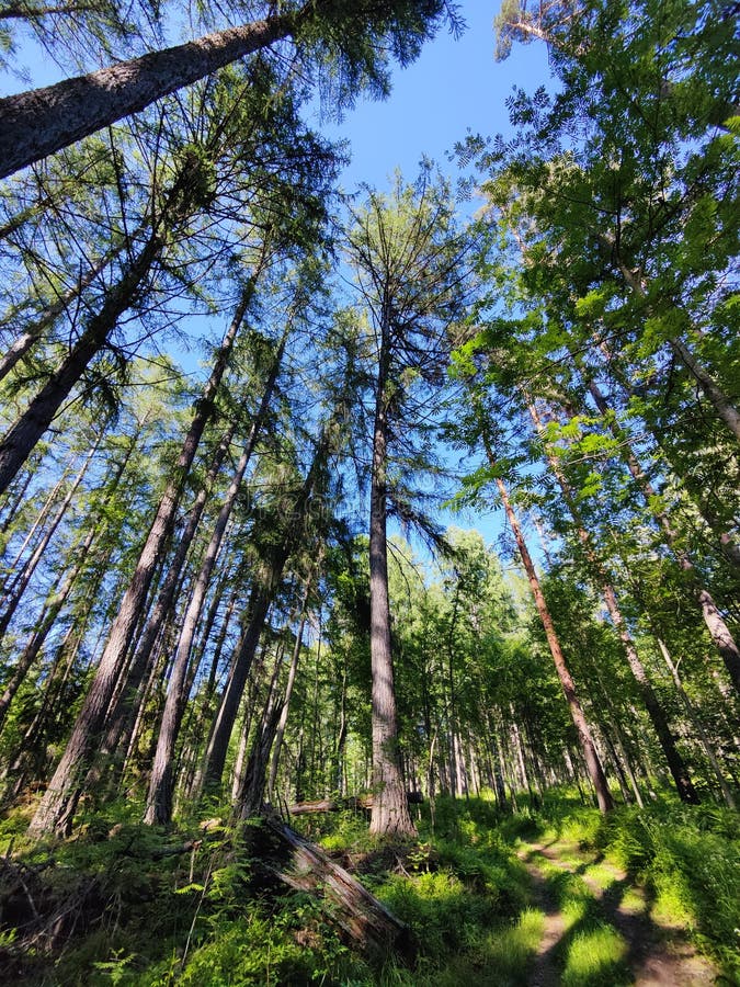 The Trees on the Woods of Punkaharju, Finland Stock Image - Image of ...
