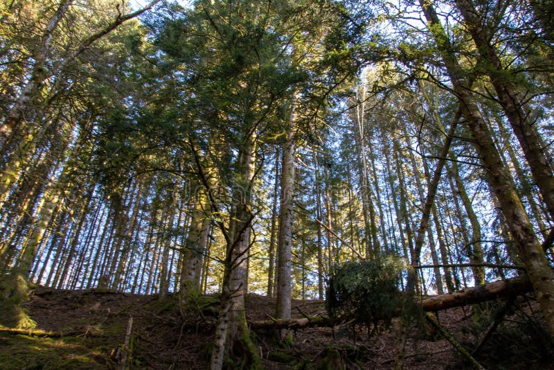 Trees in the woods and sky stock image. Image of view - 250792451