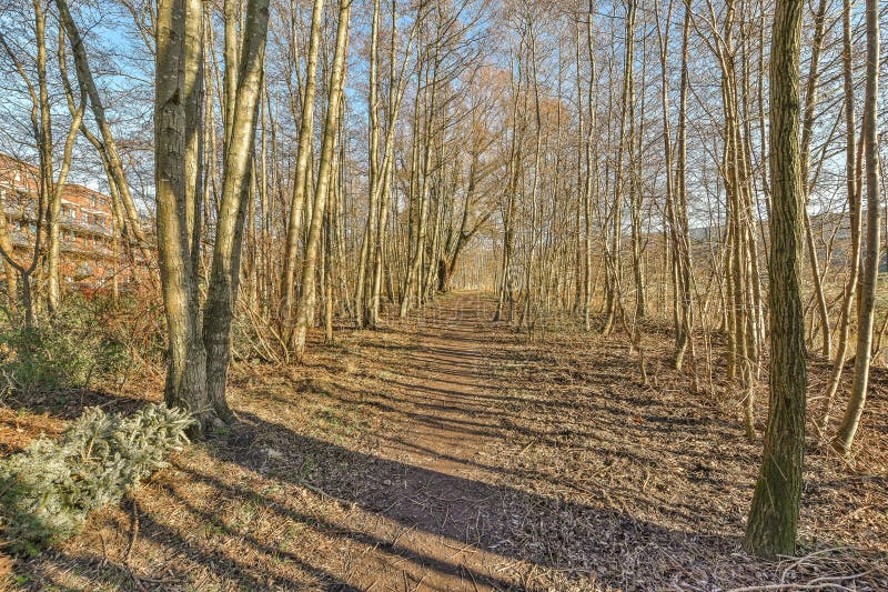 A Path through the Woods with Trees Stock Image - Image of wood, tree ...