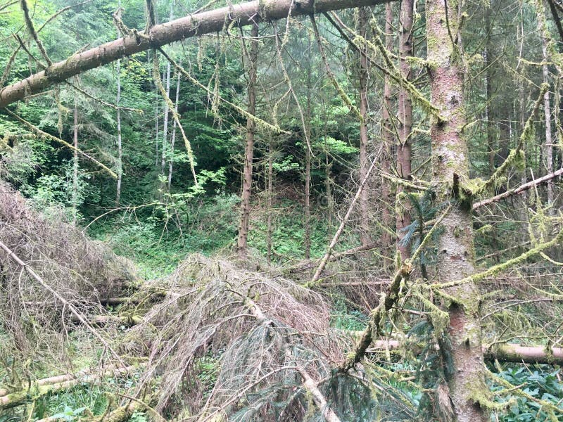 Trees in the Woods Surrounded by Vegetation Stock Image - Image of ...