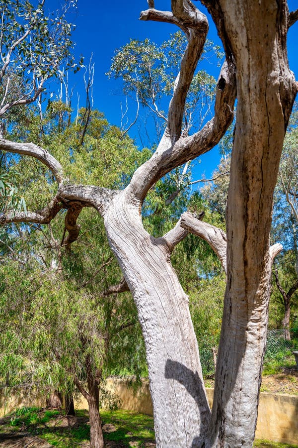 Trees of Yanchep National Park, Western Australia Stock Image - Image ...