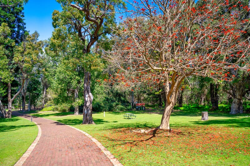 Trees of Yanchep National Park, Western Australia Stock Photo - Image ...