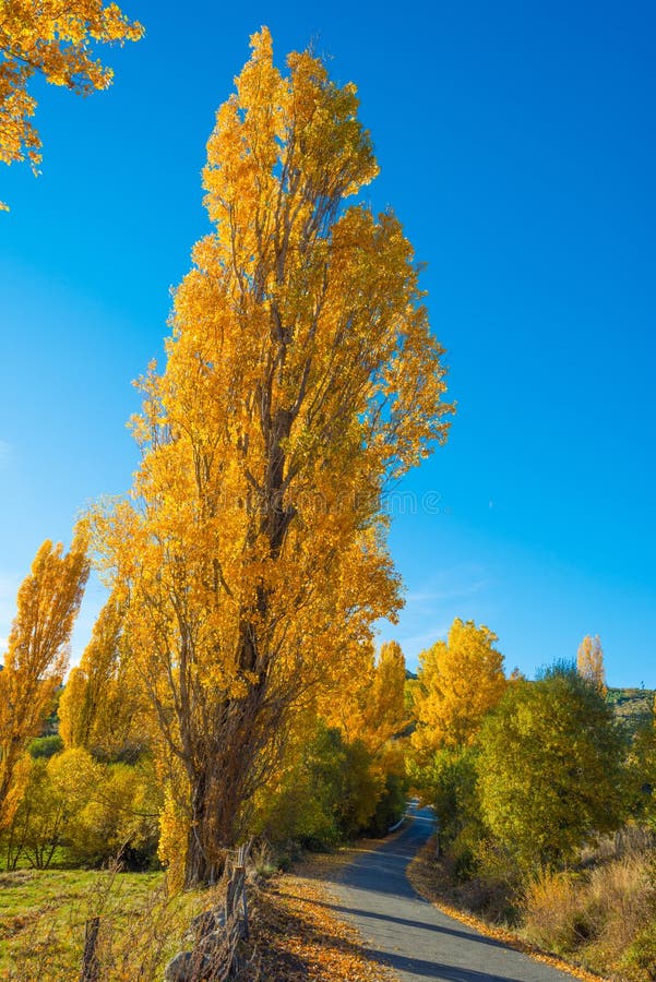 Trees in Yellow Autumn Colors in Sunlight Stock Photo - Image of hill ...