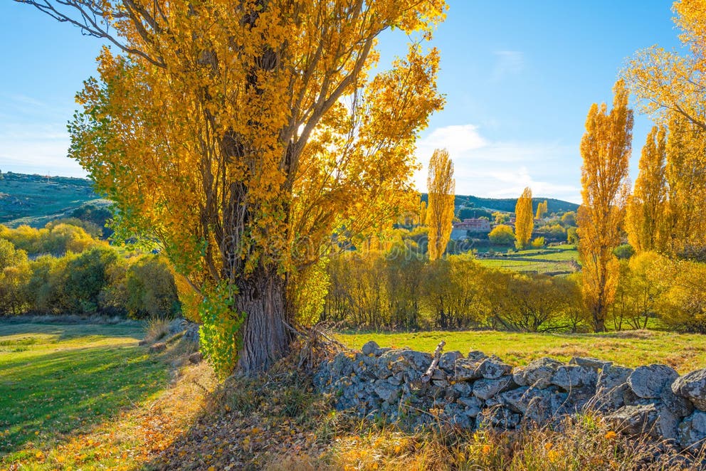 Trees in Yellow Autumn Colors in Sunlight Stock Photo - Image of spain ...