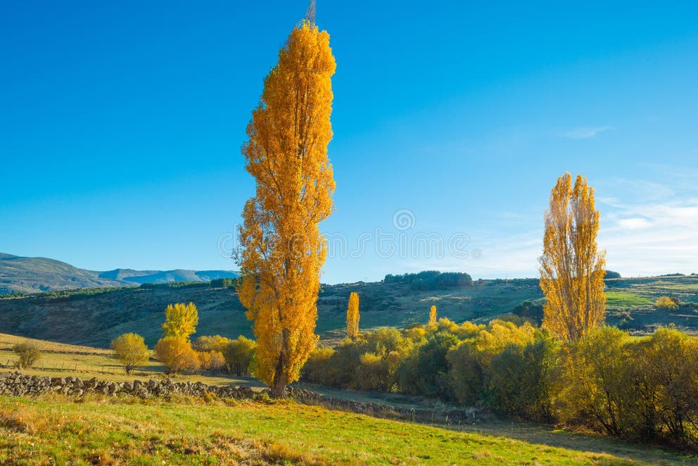 Trees in Yellow Autumn Colors in Sunlight Stock Image - Image of ...