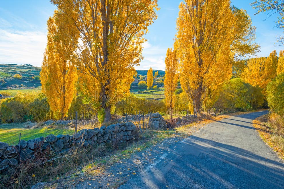 Trees in Yellow Autumn Colors in Sunlight Stock Image - Image of path ...