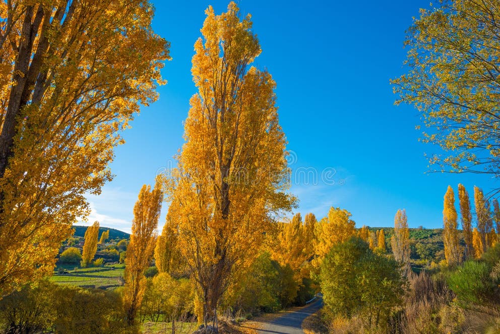 Trees in Yellow Autumn Colors in Sunlight Stock Photo - Image of ...