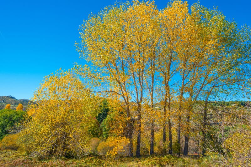 Trees in Yellow Autumn Colors in Sunlight Stock Photo - Image of ...