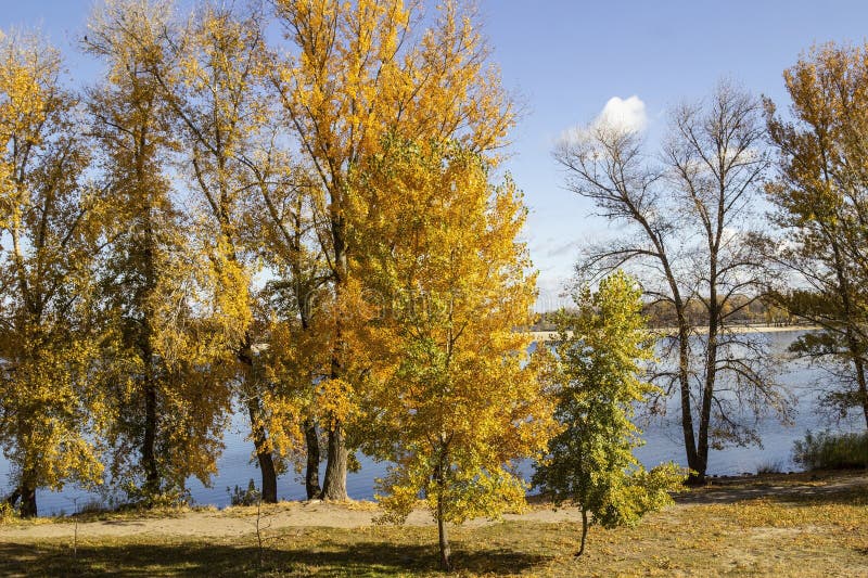 Trees with Yellow Crowns on the River Bank Stock Photo - Image of ...